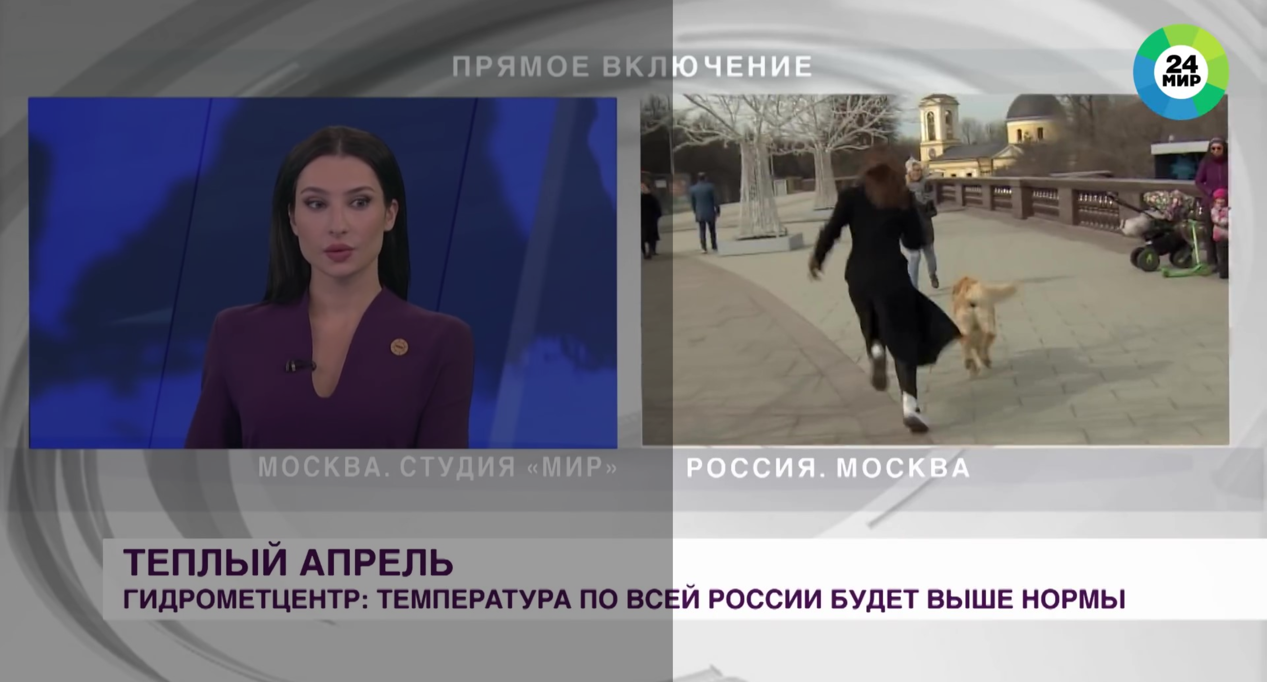Spring’s coming meets furry playtime: Russia-based MIR TV reporter had ...